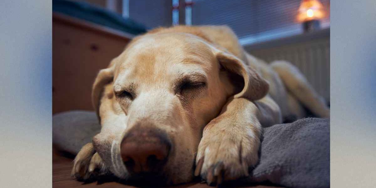 Does Your Dog Cry At Night Help Him Relax