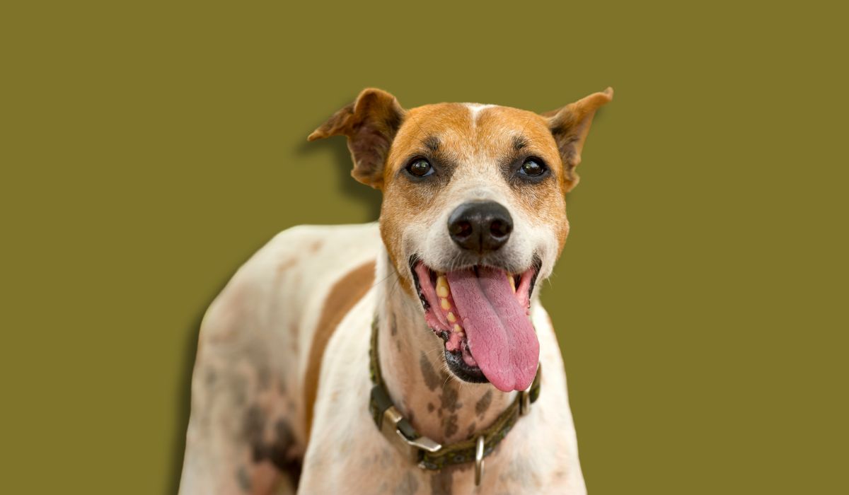 Why is My Dog Panting So Much | Dogzira